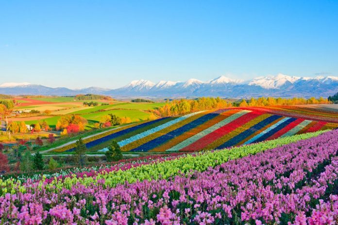 Clima en Japón ⇒ 【¡Todo Sobre las 4 Estaciones!】 ⛩️