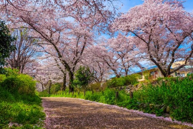 Clima en Japón ⇒ 【¡Todo Sobre las 4 Estaciones!】 ⛩️