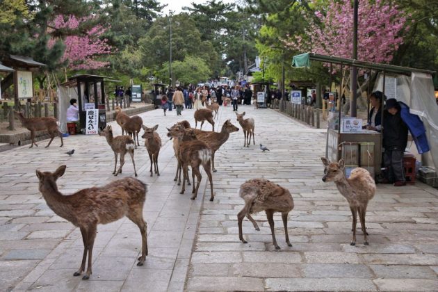 Qué Hacer y Qué Ver en Nara ⇒ 【↓Guía de Viaje↓】 ⛩️