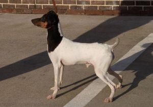 Las 10 Razas de Perros Japoneses Más Famosas ⛩️