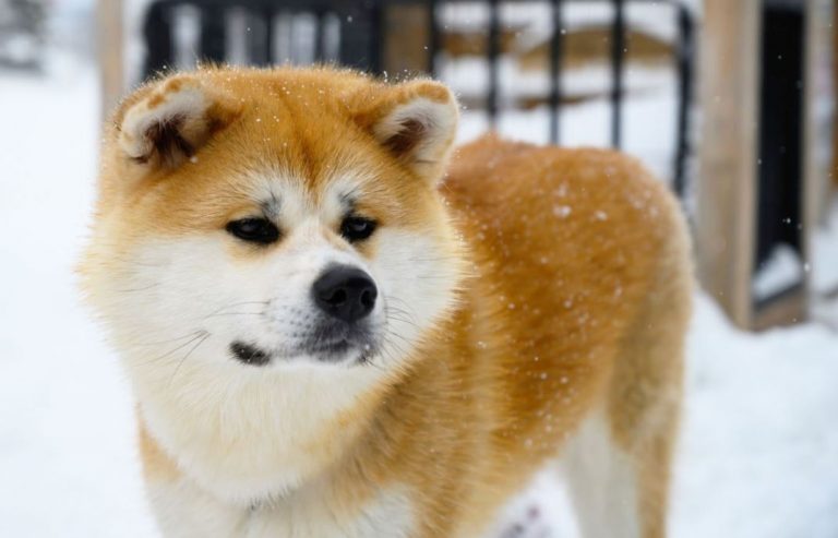 Las 10 Razas de Perros Japoneses Más Famosas ⛩️