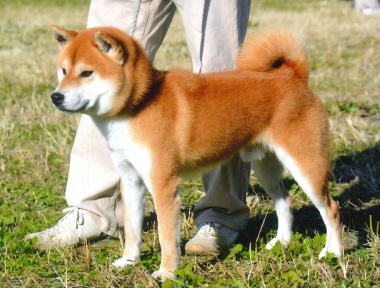 Las 10 Razas de Perros Japoneses Más Famosas ⛩️