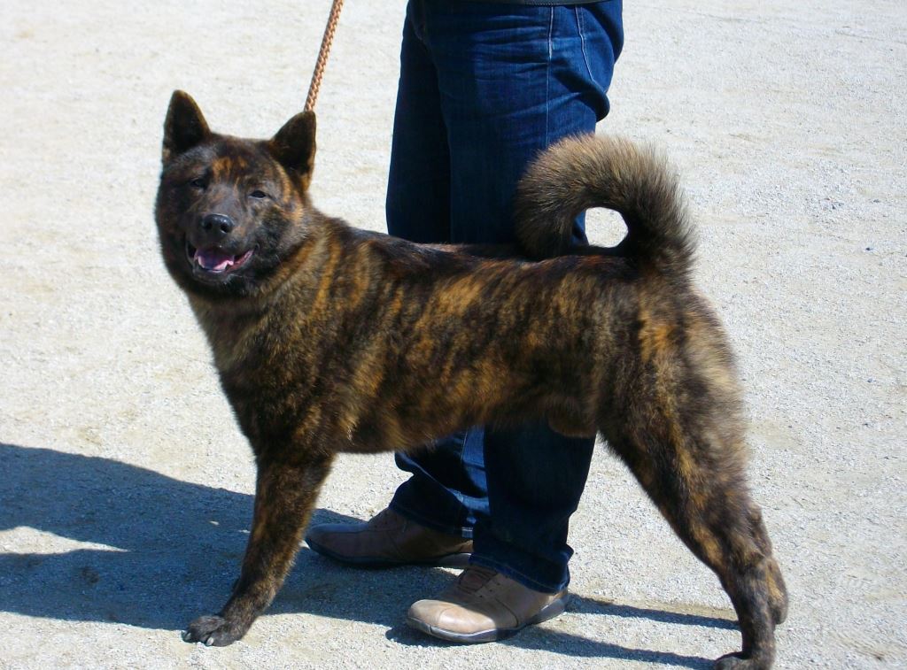 Las 10 Razas de Perros Japoneses Más Famosas ⛩️