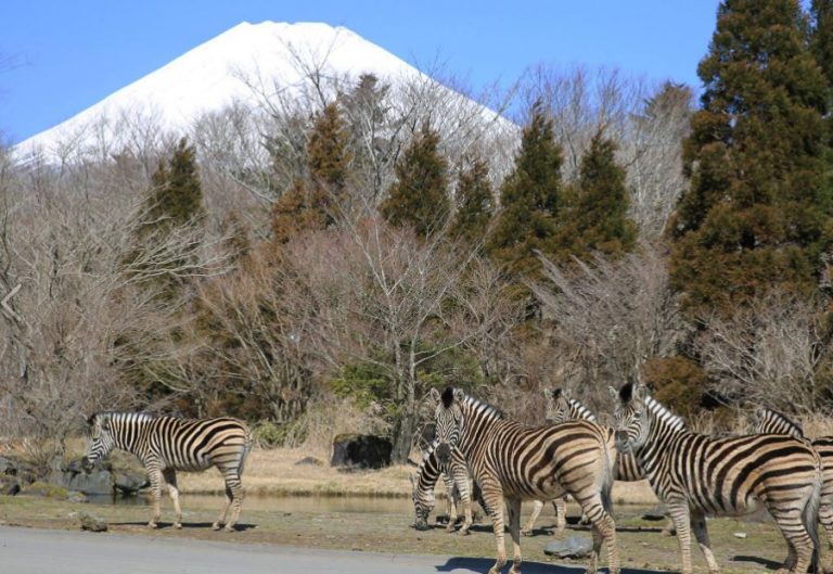 Fuji Safari Park ⇒ 【↓El Mejor Safari de Japón↓】 ⛩️