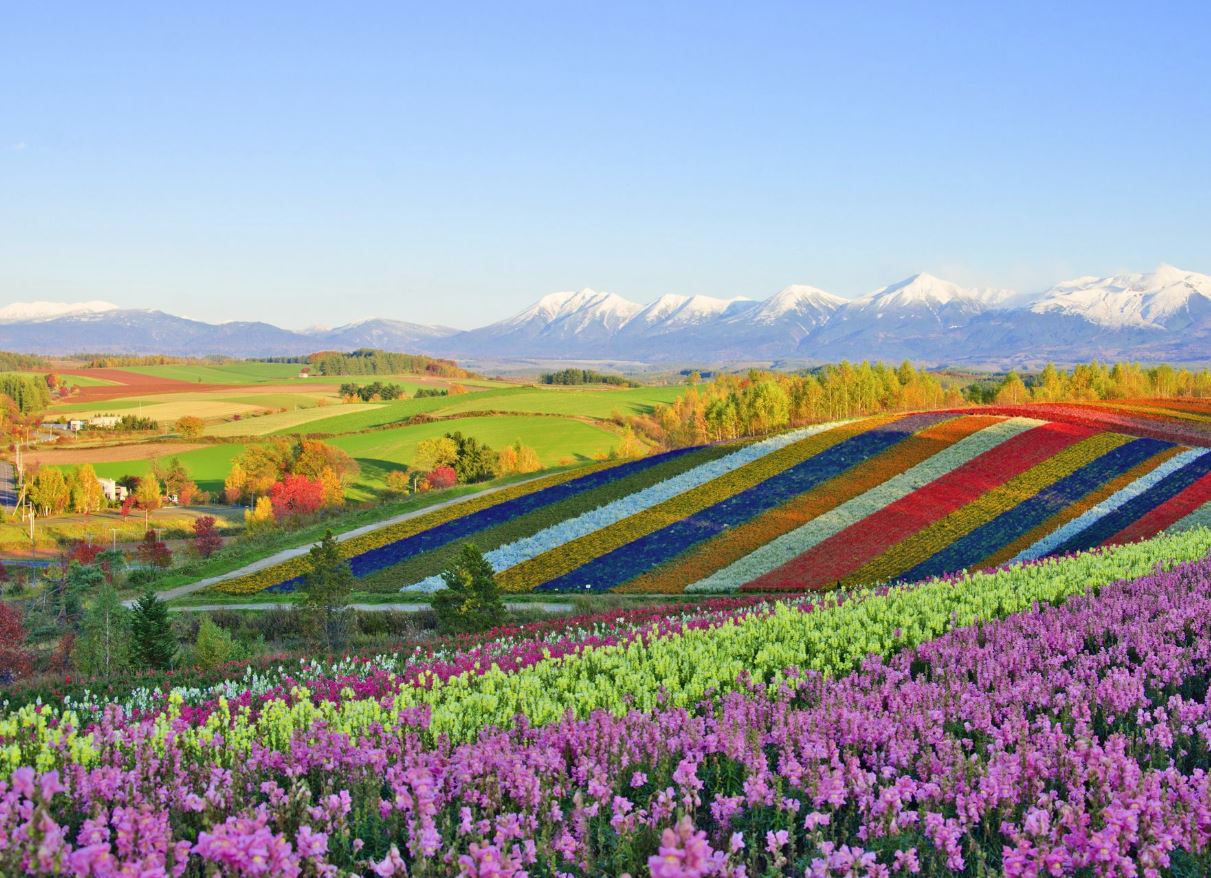 ¿Cuál es la Mejor Época para Viajar a Japón? 【Guía】 ⛩️