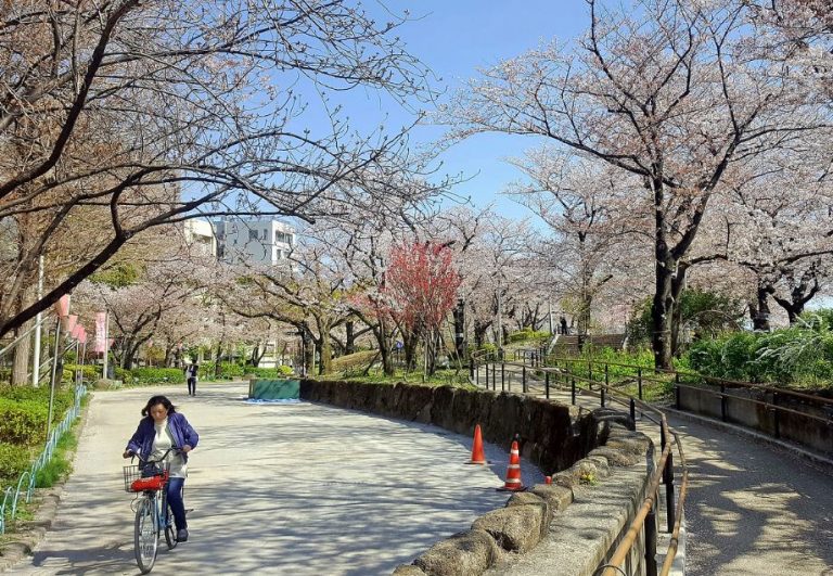 Dónde Ver Cerezos en Flor en Tokio ⇒ 【¡30 Sitios!】 ⛩️