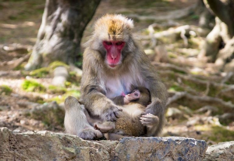Dónde Ver Monos Salvajes en Japón ⇒ 【7 Lugares】 ⛩️