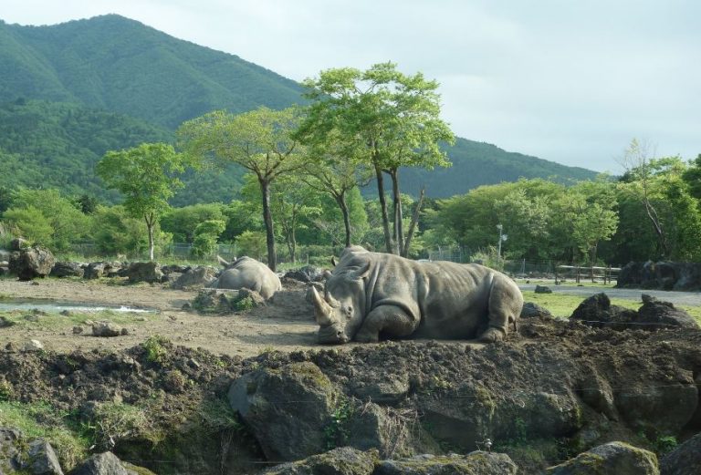 Fuji Safari Park ⇒ 【↓El Mejor Safari de Japón↓】 ⛩️
