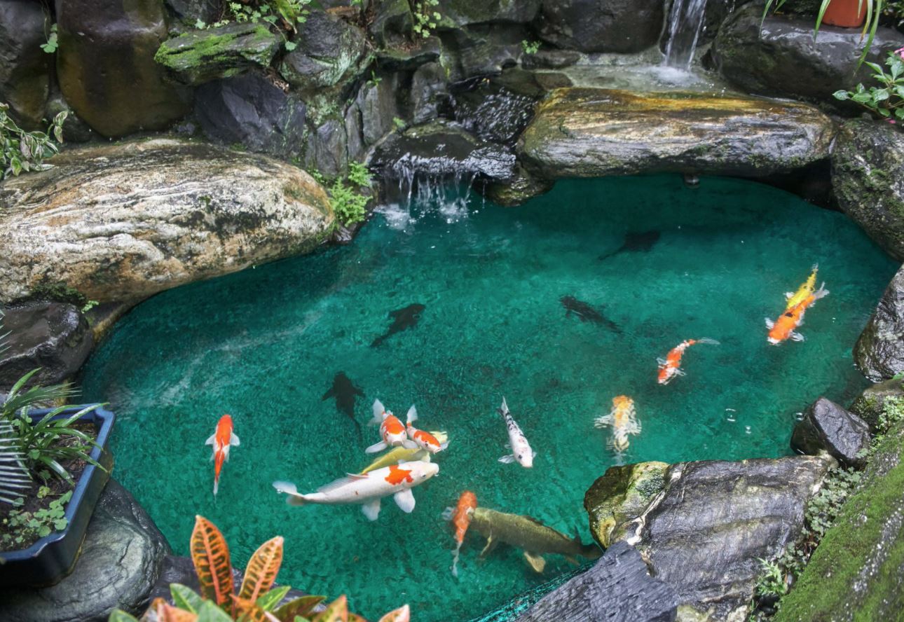 ⊛ 15 Curiosidades del Pez Koi ⇒ 【La Carpa Japonesa】 ⛩️