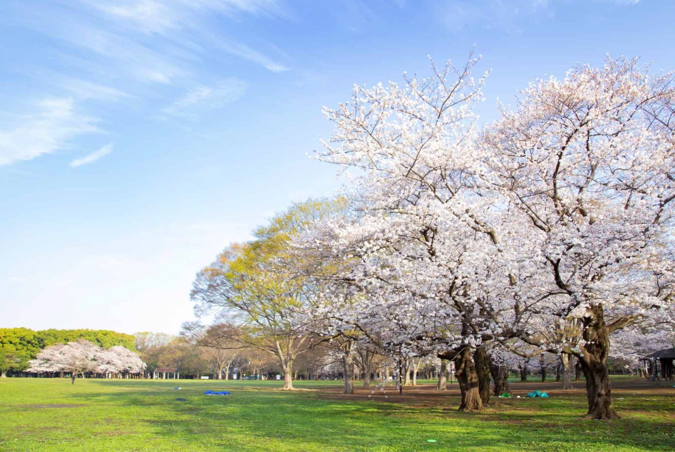 Los 10 Mejores Jardines y Parques de Tokio 【Guía】 ⛩️
