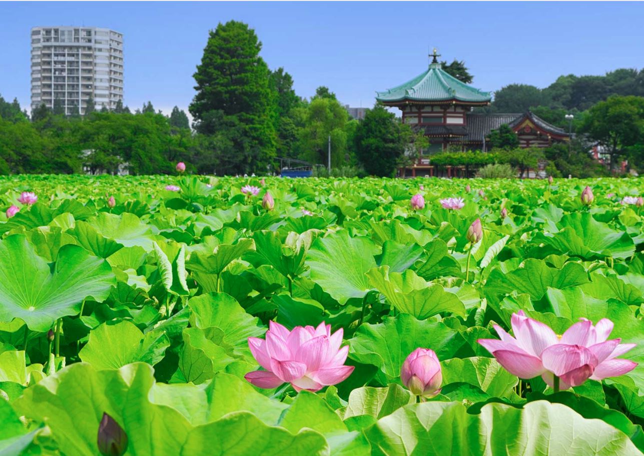 Los 10 Mejores Jardines y Parques de Tokio 【Guía】 ⛩️
