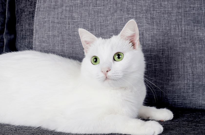 12 Razas de Gatos Japoneses y Asiáticos 【Famosas】 🥇