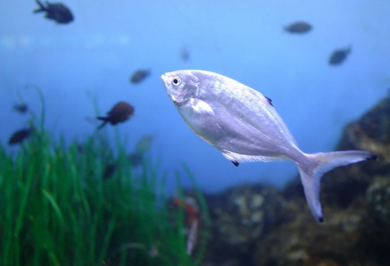 ¿Qué Pescado es el Pez Mantequilla? 【¿Es Bueno?】 ⛩️