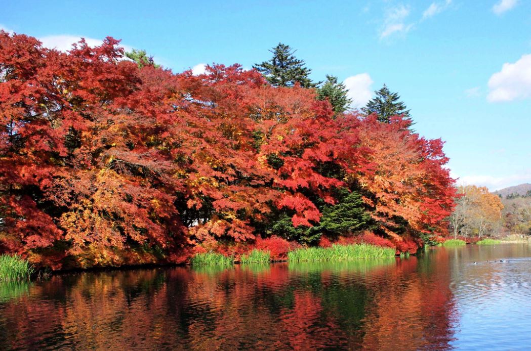 Otoño en Japón 【 Fechas y Dónde Ver Momiji 2026 】 ⛩️
