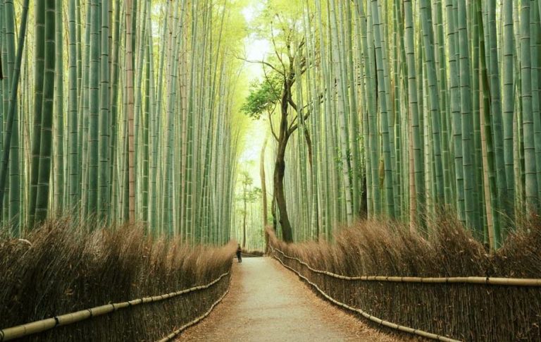 El Bosque de Bambú de Arashiyama en Kioto ⇒ ¡Guía! ️
