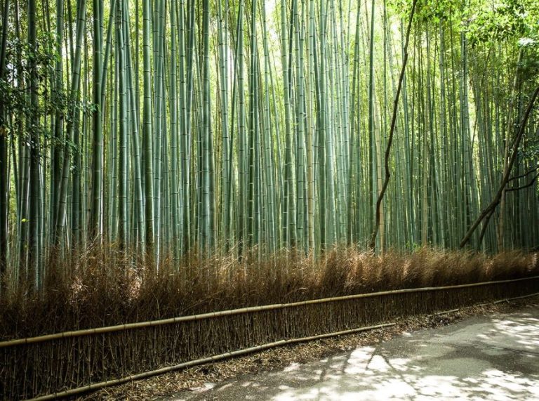 El Bosque de Bambú de Arashiyama en Kioto ⇒ ¡Guía! ️