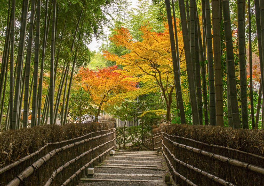 El Bosque de Bambú de Arashiyama en Kioto ⇒ ¡Guía! ️