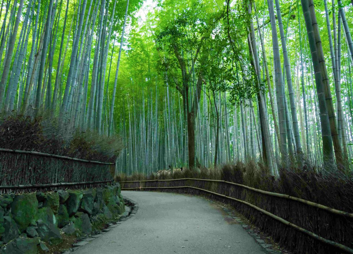 El Bosque de Bambú de Arashiyama en Kioto ⇒ ¡Guía! ️